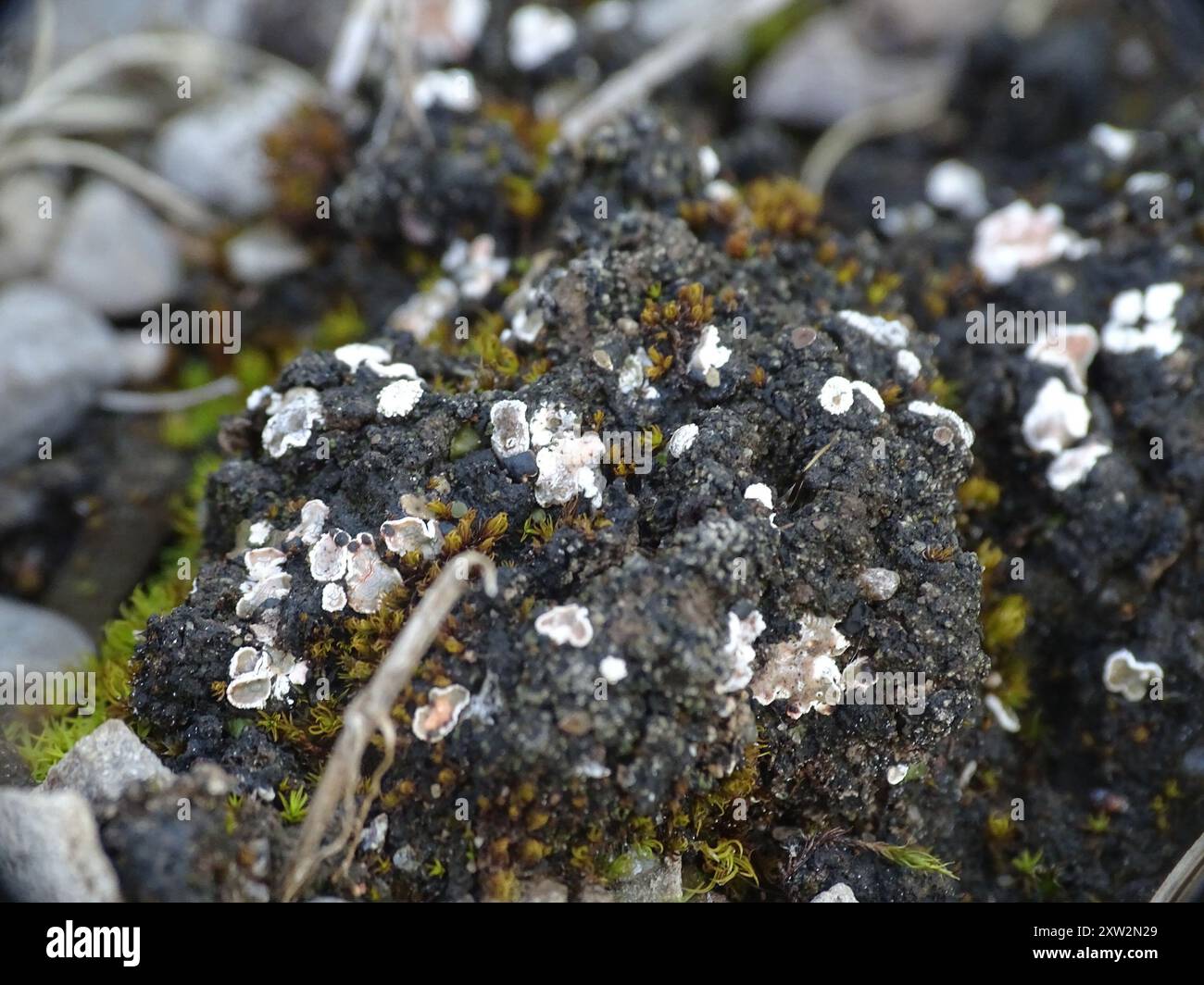 Blushing Scale (Psora decipiens) Fungi Stock Photo - Alamy