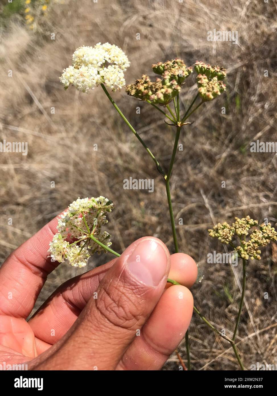 Kellogg's yampah (Perideridia kelloggii) Plantae Stock Photo - Alamy