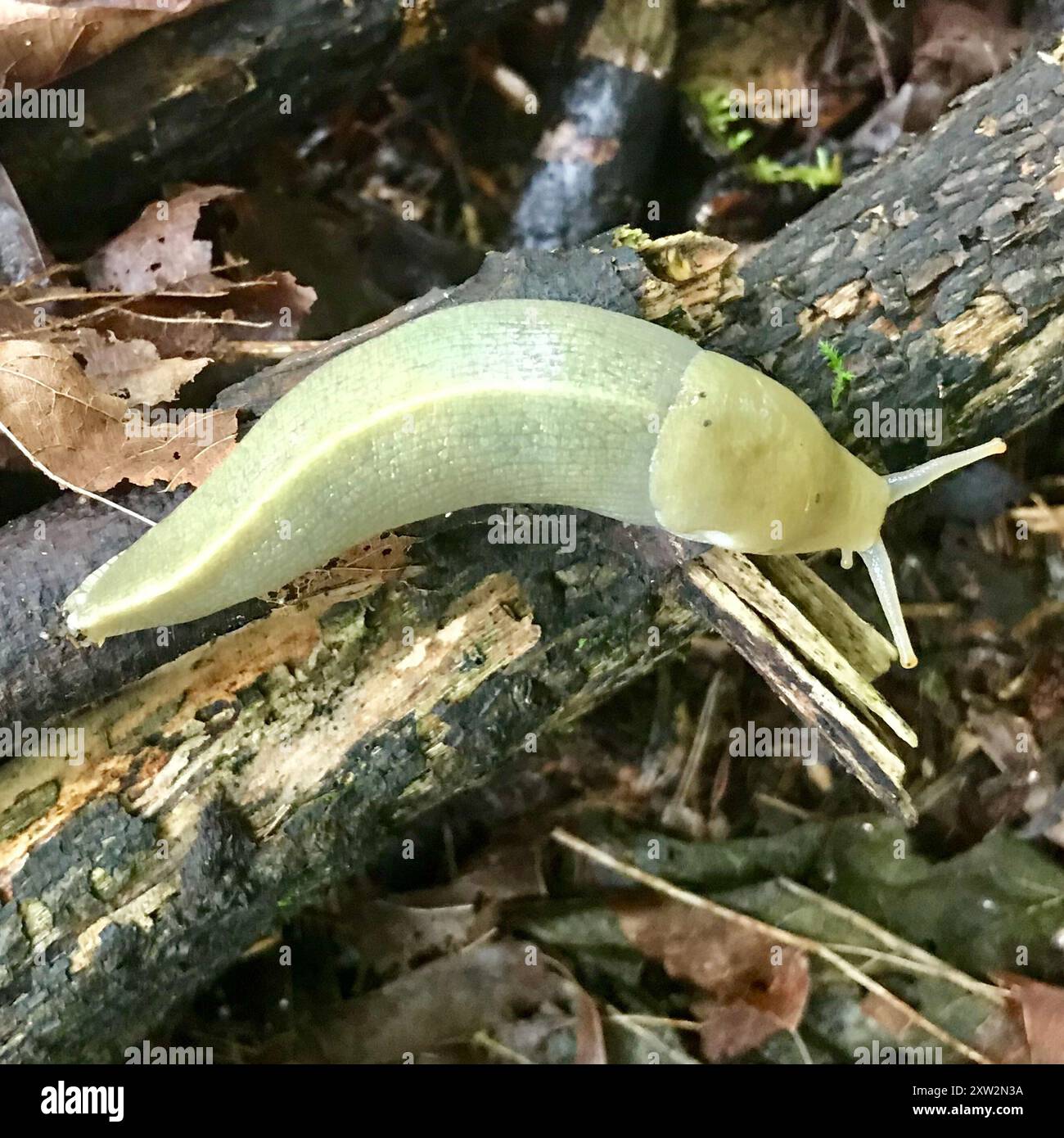 Pacific Banana Slug (Ariolimax columbianus) Mollusca Stock Photo - Alamy