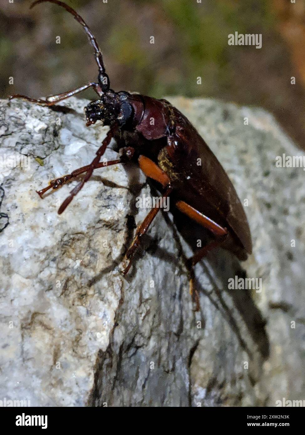 Brown Prionid (Orthosoma brunneum) Insecta Stock Photo - Alamy