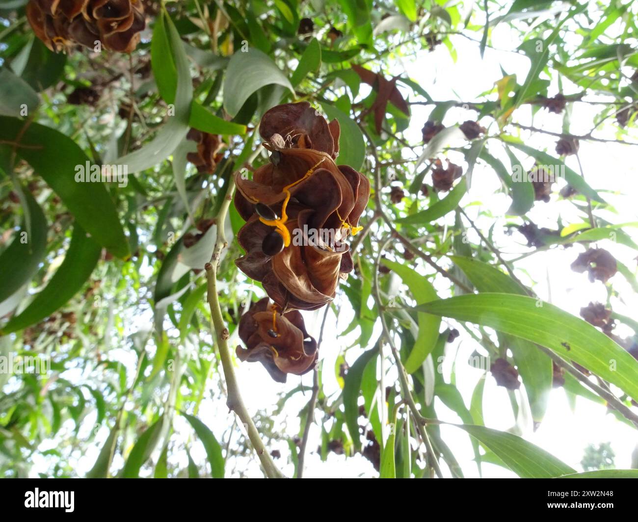 Earpod Wattle (Acacia auriculiformis) Plantae Stock Photo - Alamy