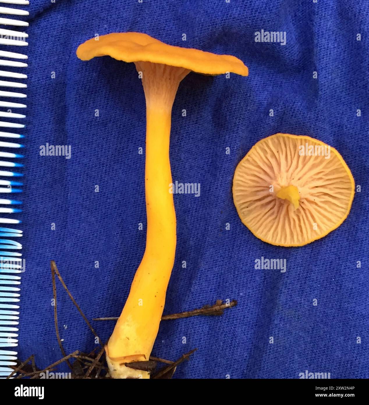 flame trumpet (Craterellus ignicolor) Fungi Stock Photo - Alamy