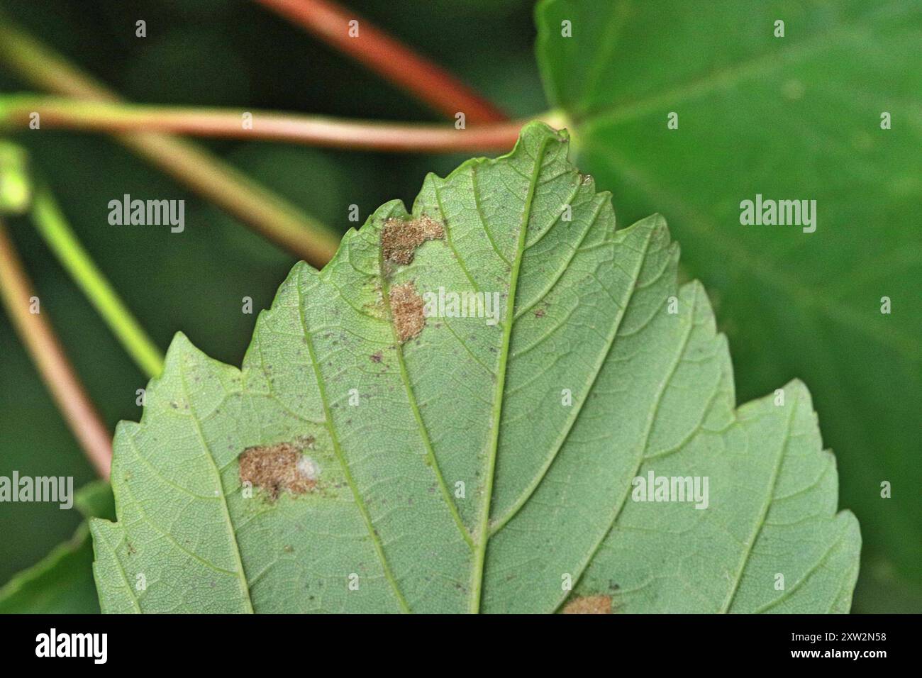 Sycamore Felt Gall Mite (Aceria pseudoplatani) Arachnida Stock Photo ...