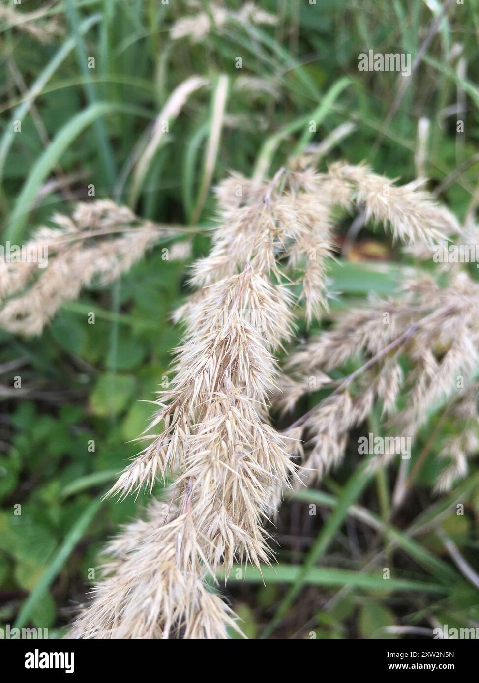 Bushgrass (Calamagrostis epigejos) Plantae Stock Photo - Alamy
