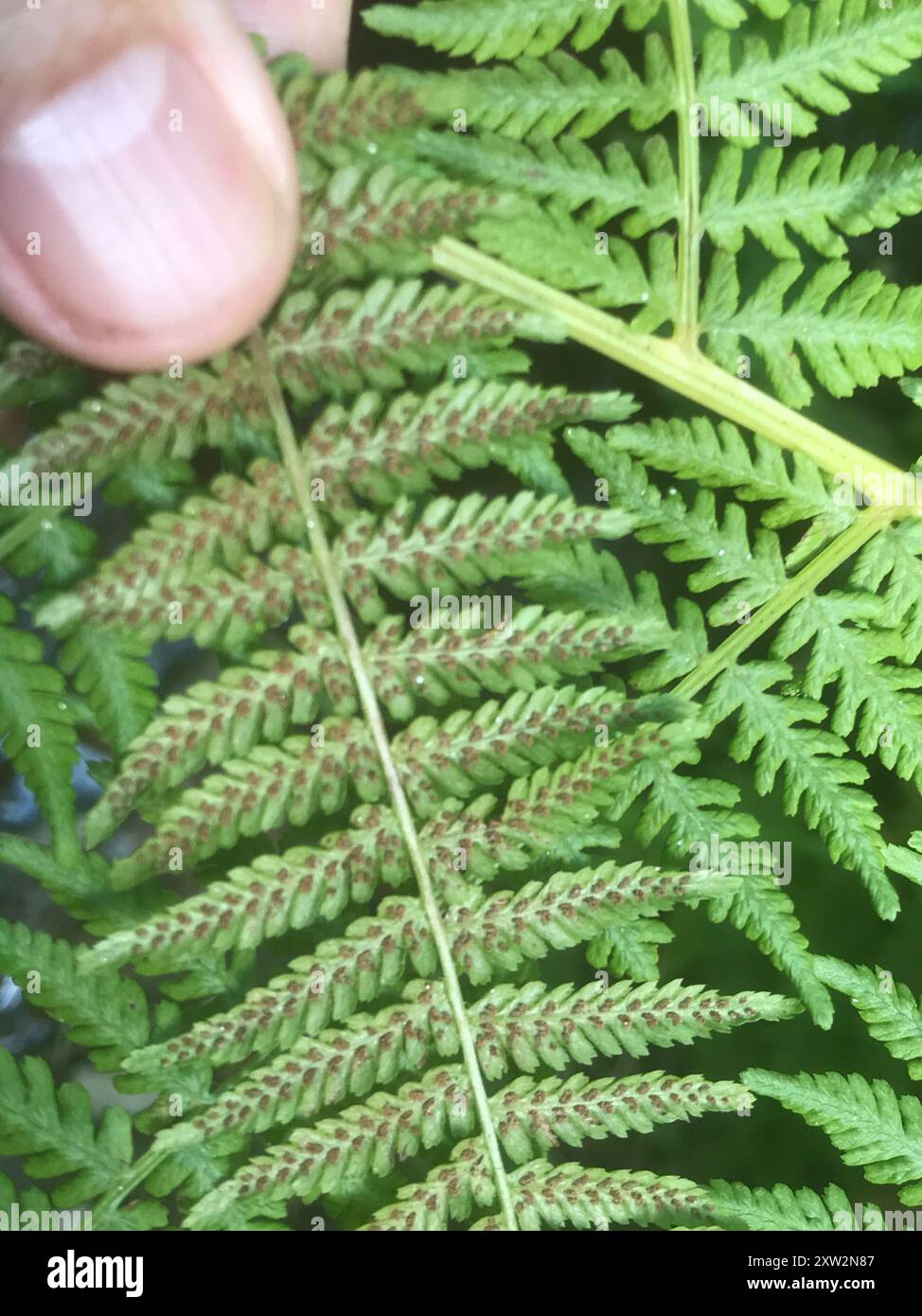 western lady fern (Athyrium filix-femina cyclosorum) Plantae Stock ...