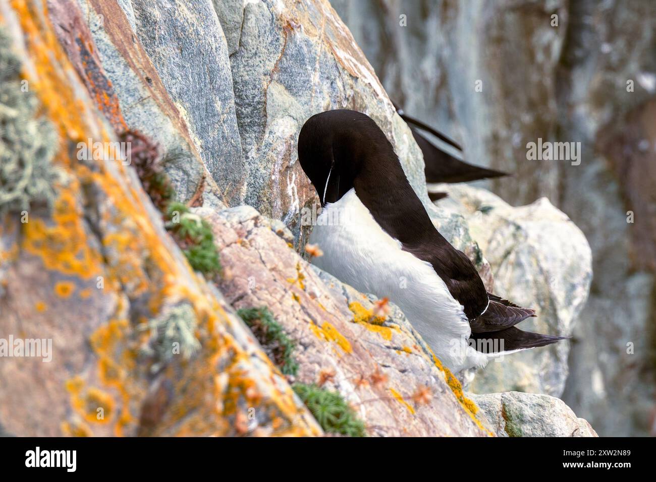 Razorbill preening on a cliff near South Stack, Wales Stock Photo - Alamy