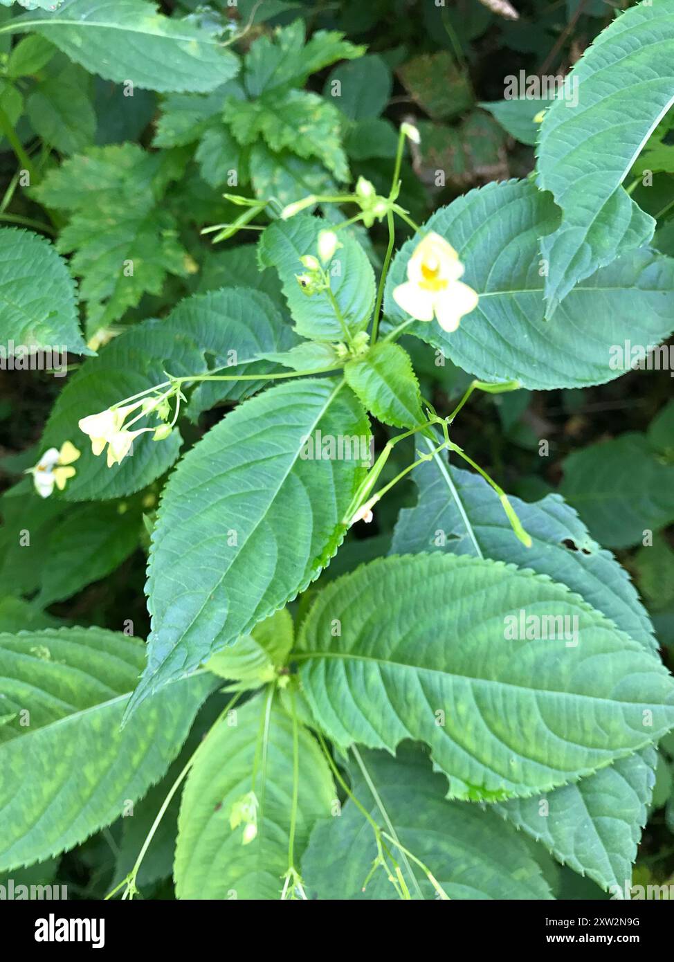 small balsam (Impatiens parviflora) Plantae Stock Photo - Alamy