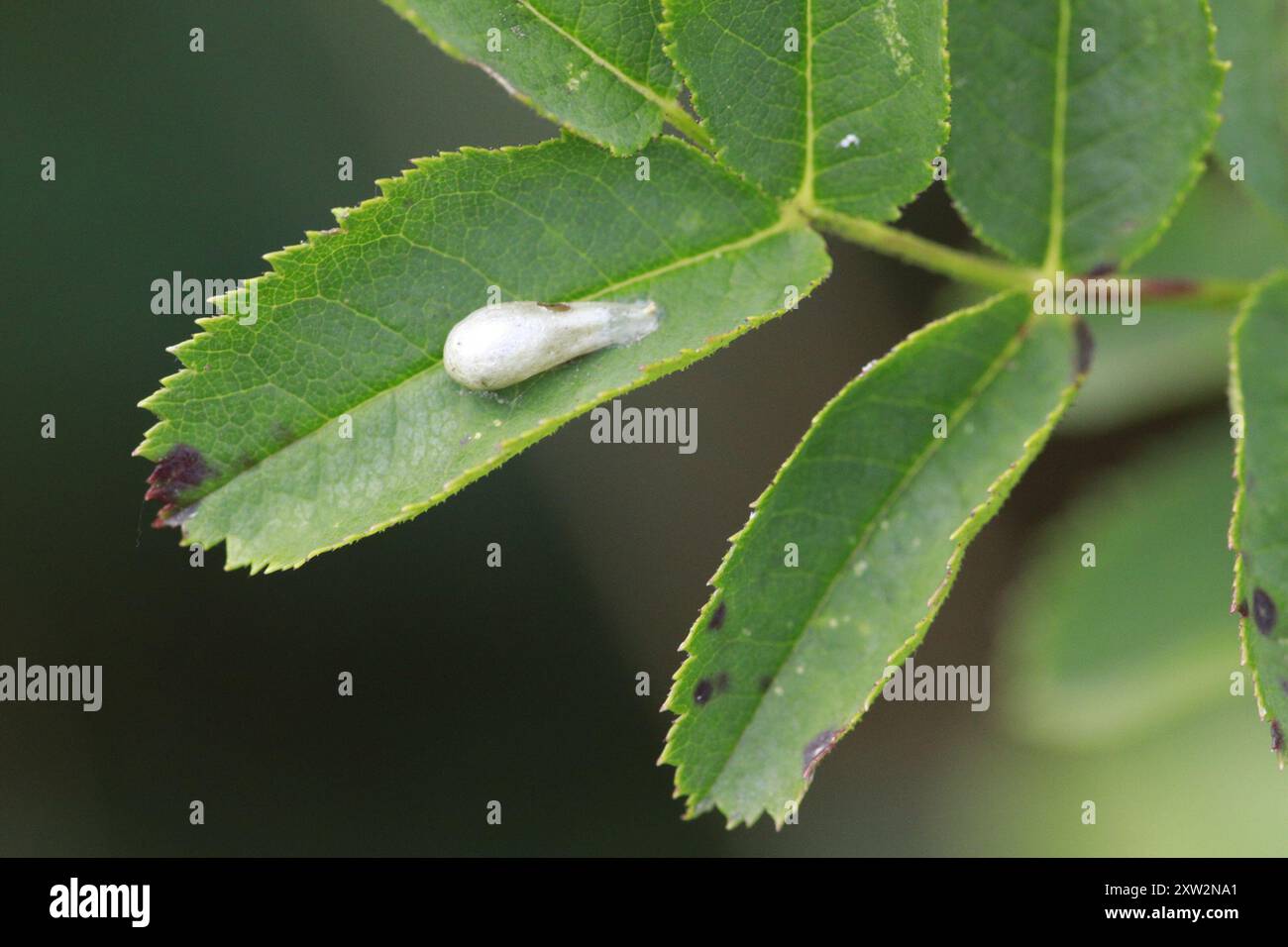 Typical Hover Flies (Syrphinae) Insecta Stock Photo - Alamy
