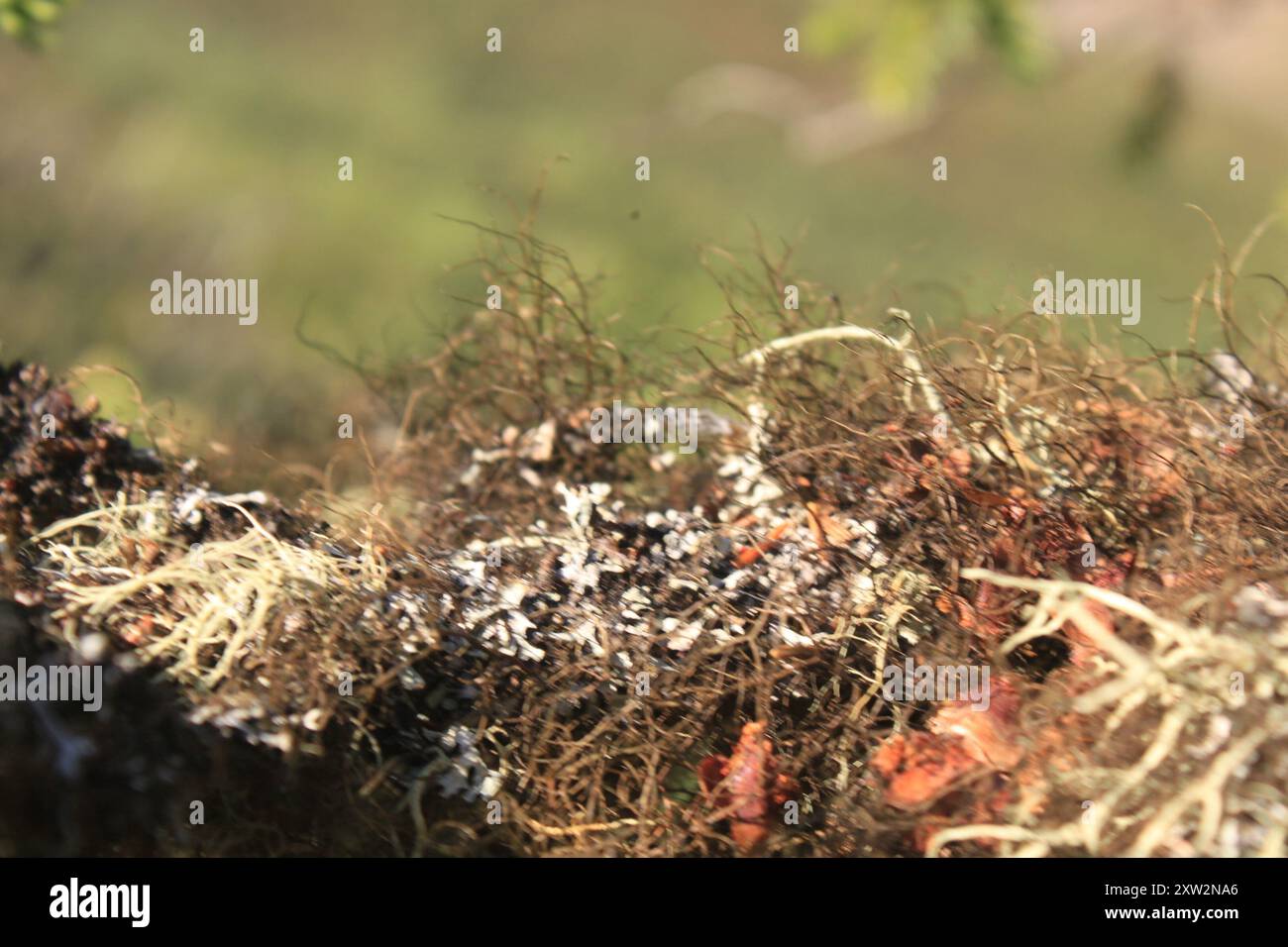 Horsehair Lichens (Bryoria) Fungi Stock Photo - Alamy