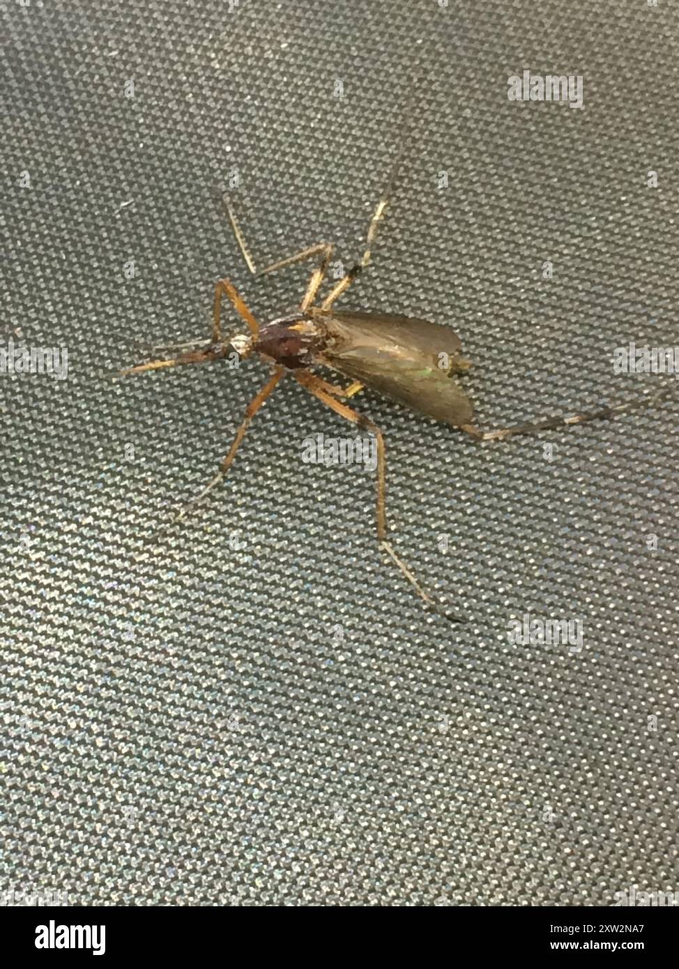 Gallinipper (Psorophora ciliata) Insecta Stock Photo - Alamy