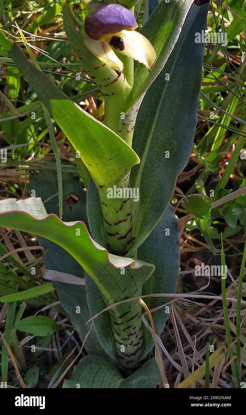 Golden Disa (Disa cornuta) Plantae Stock Photo - Alamy