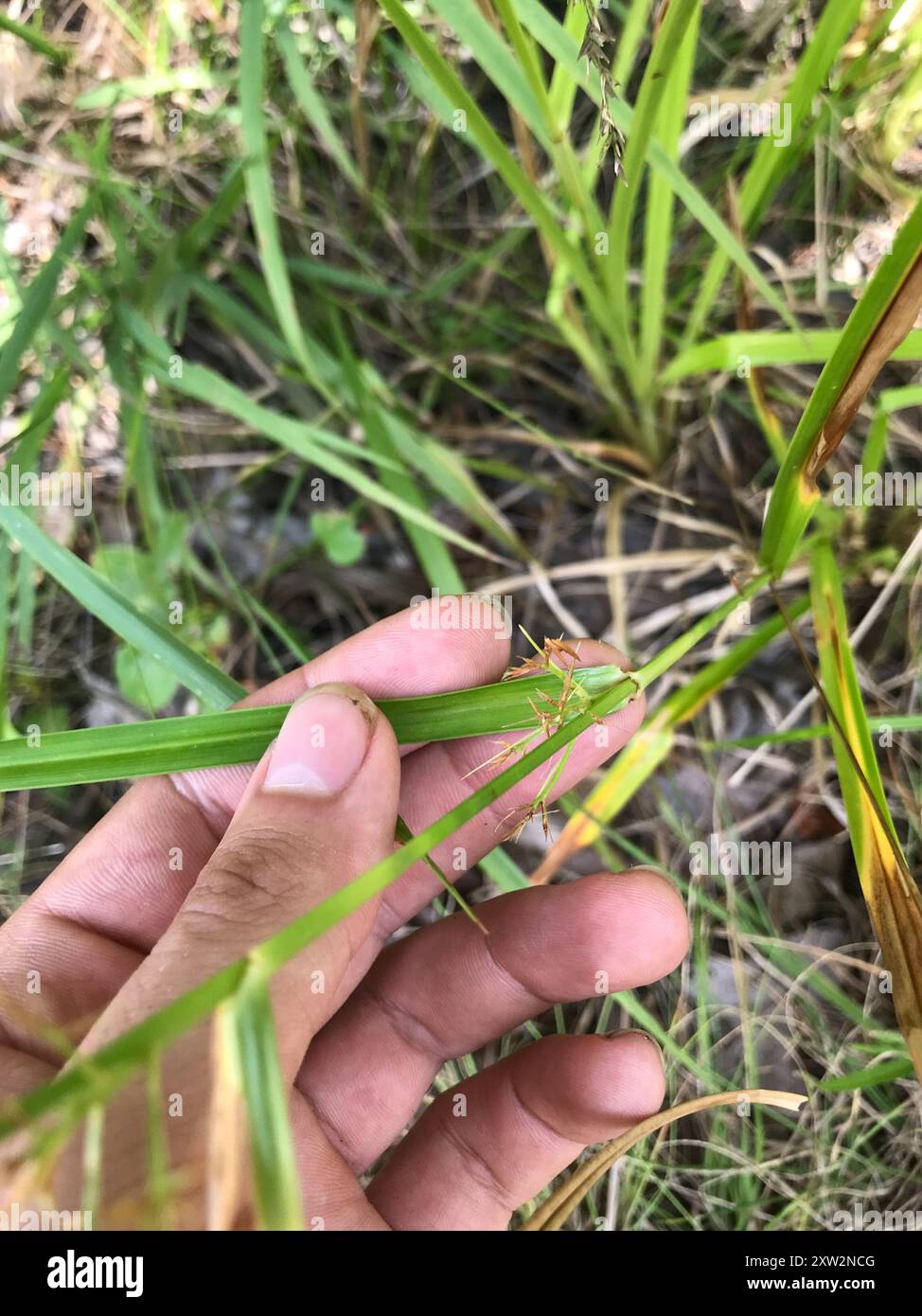 Beaksedges (Rhynchospora) Plantae Stock Photo - Alamy