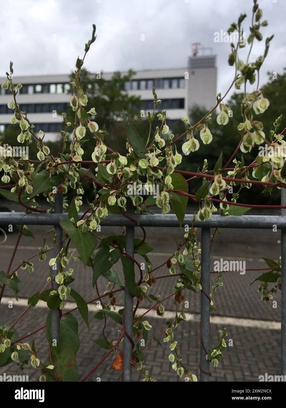 Copse-bindweed (Fallopia dumetorum) Plantae Stock Photo - Alamy