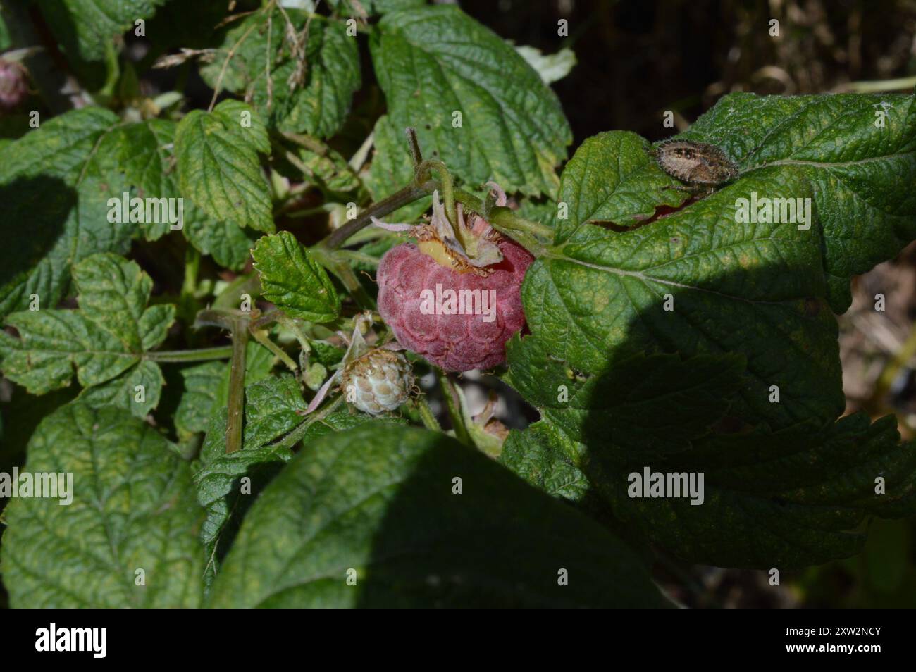 red raspberry (Rubus idaeus) Plantae Stock Photo - Alamy