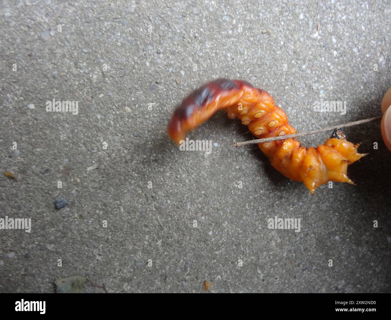 Goat Moth (Cossus cossus) Insecta Stock Photo - Alamy