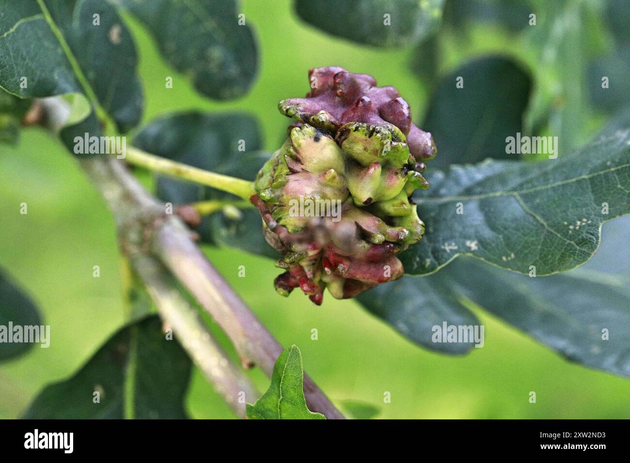 Knopper Gall Wasp (Andricus quercuscalicis) Insecta Stock Photo - Alamy