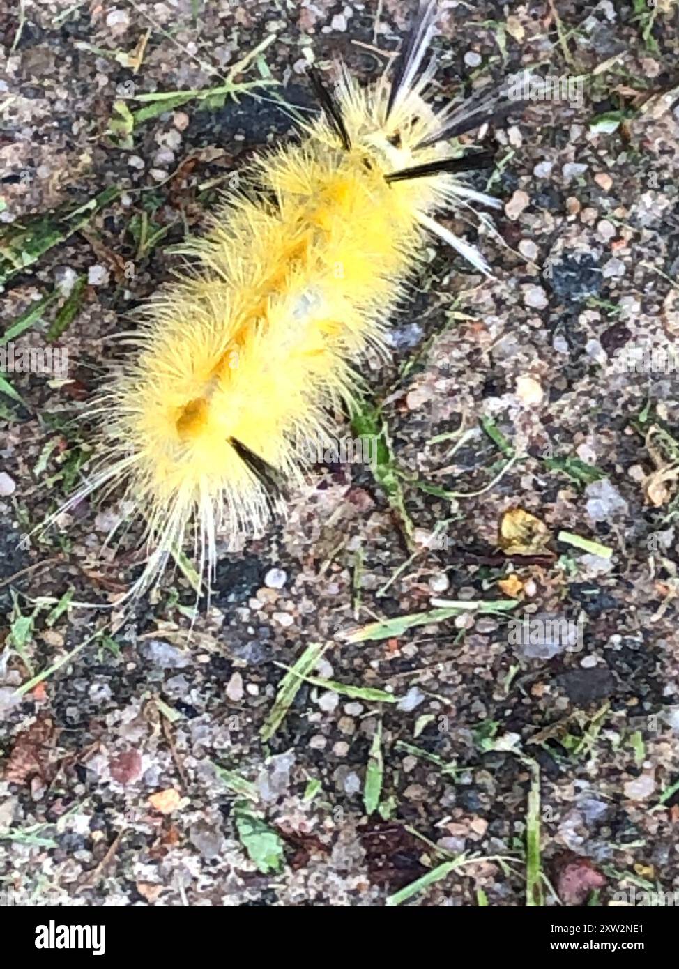 Banded Tussock Moth (Halysidota tessellaris) Insecta Stock Photo - Alamy