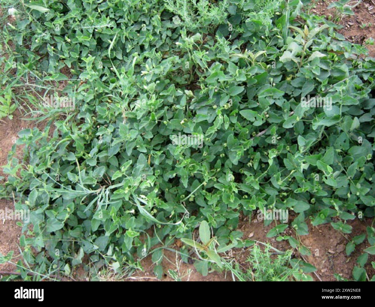 Squarebase Clockvine (Thunbergia neglecta) Plantae Stock Photo - Alamy