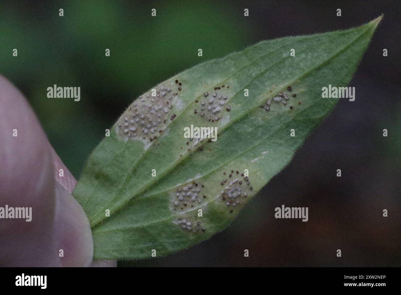 rust fungi (Pucciniales) Fungi Stock Photo - Alamy
