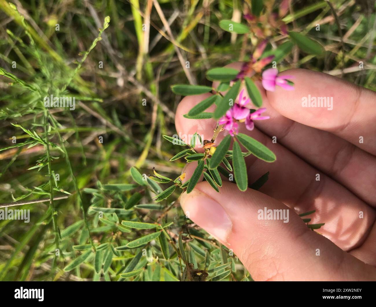 slender bush clover (Lespedeza virginica) Plantae Stock Photo - Alamy