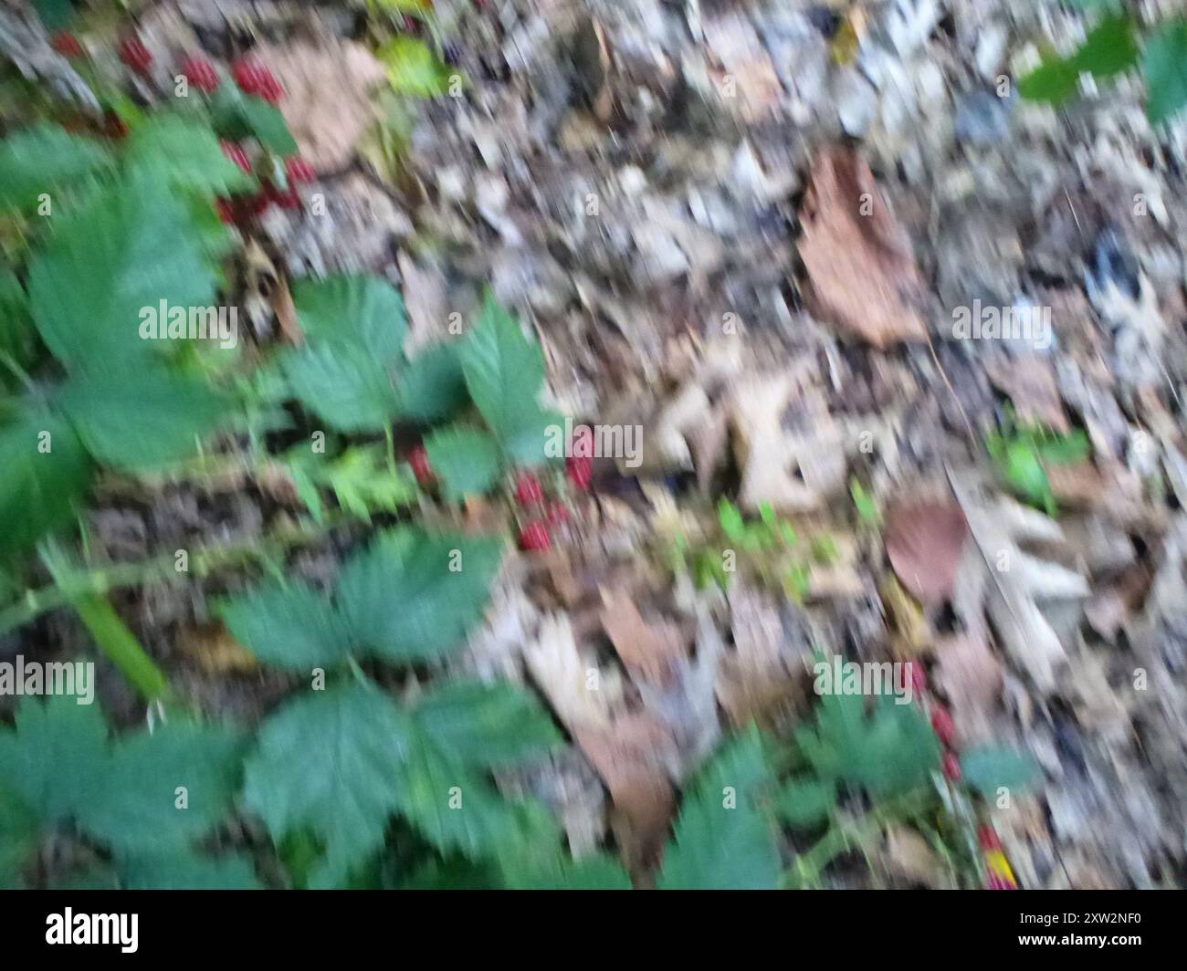 brambles (Rubus) Plantae Stock Photo - Alamy