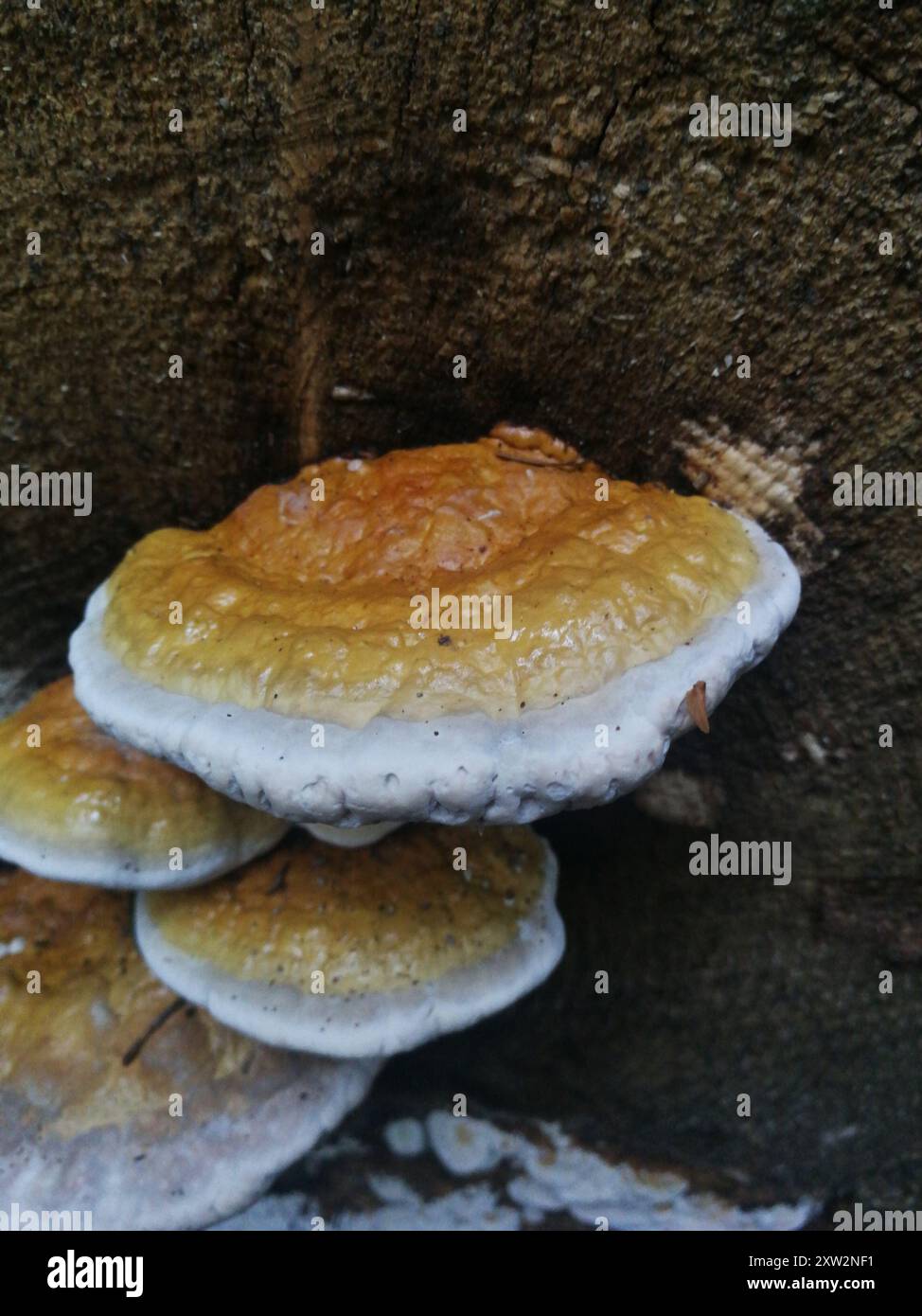 Red-banded Polypore (Fomitopsis pinicola) Fungi Stock Photo - Alamy