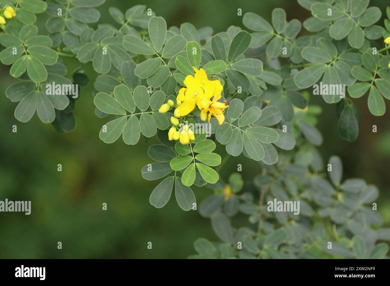 Easter Cassia (Senna pendula glabrata) Plantae Stock Photo - Alamy