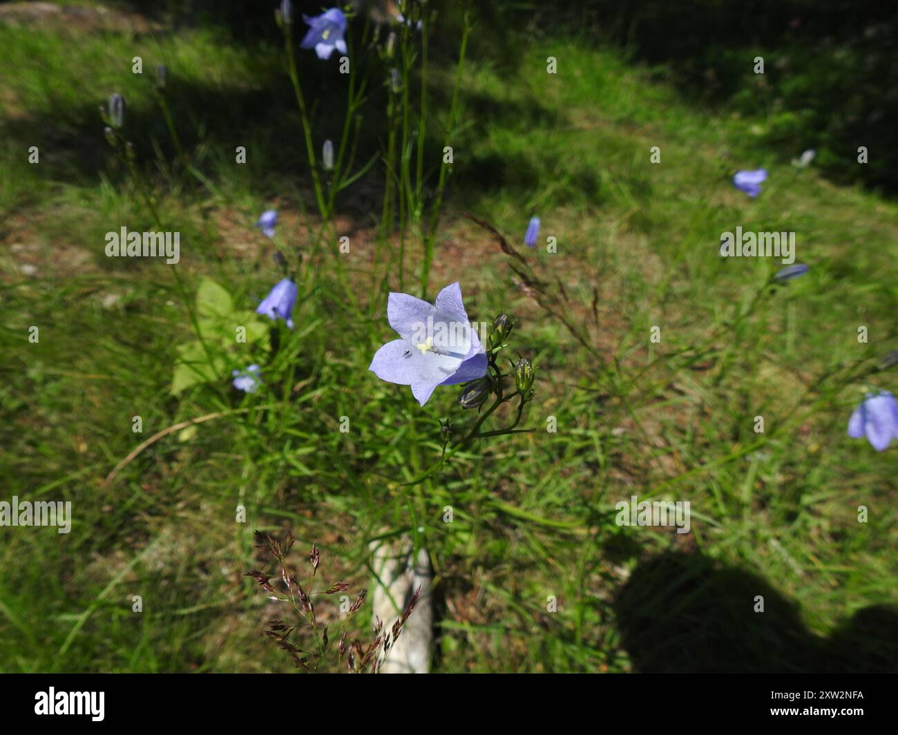 Common Harebell (Campanula rotundifolia) Plantae Stock Photo - Alamy