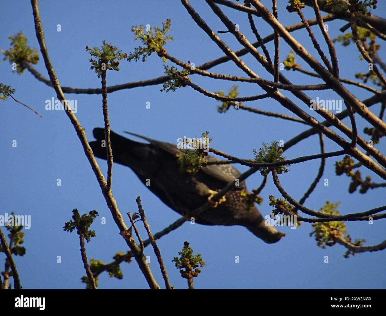 Rameron Pigeon (Columba arquatrix) Aves Stock Photo - Alamy