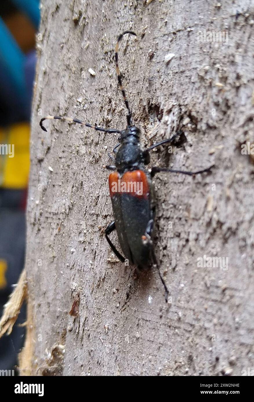 Red-shouldered Pine Borer (Stictoleptura canadensis) Insecta Stock ...