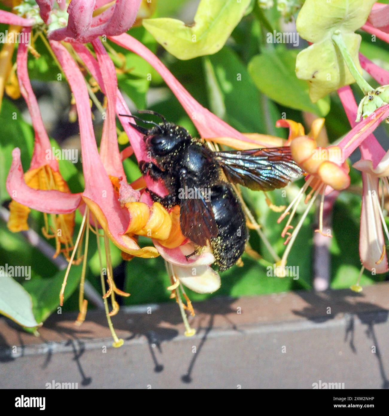 Large Carpenter Bees (Xylocopa) Insecta Stock Photo - Alamy