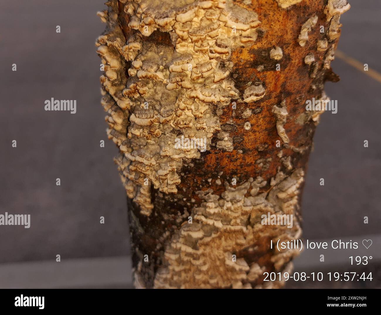 bracket fungi (Polyporaceae) Fungi Stock Photo - Alamy