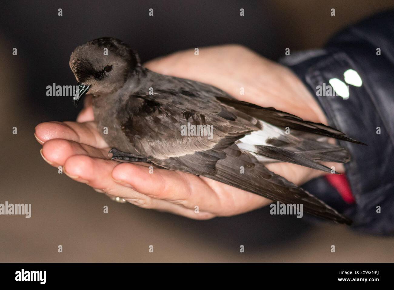 European Storm-Petrel (Hydrobates pelagicus) Aves Stock Photo - Alamy