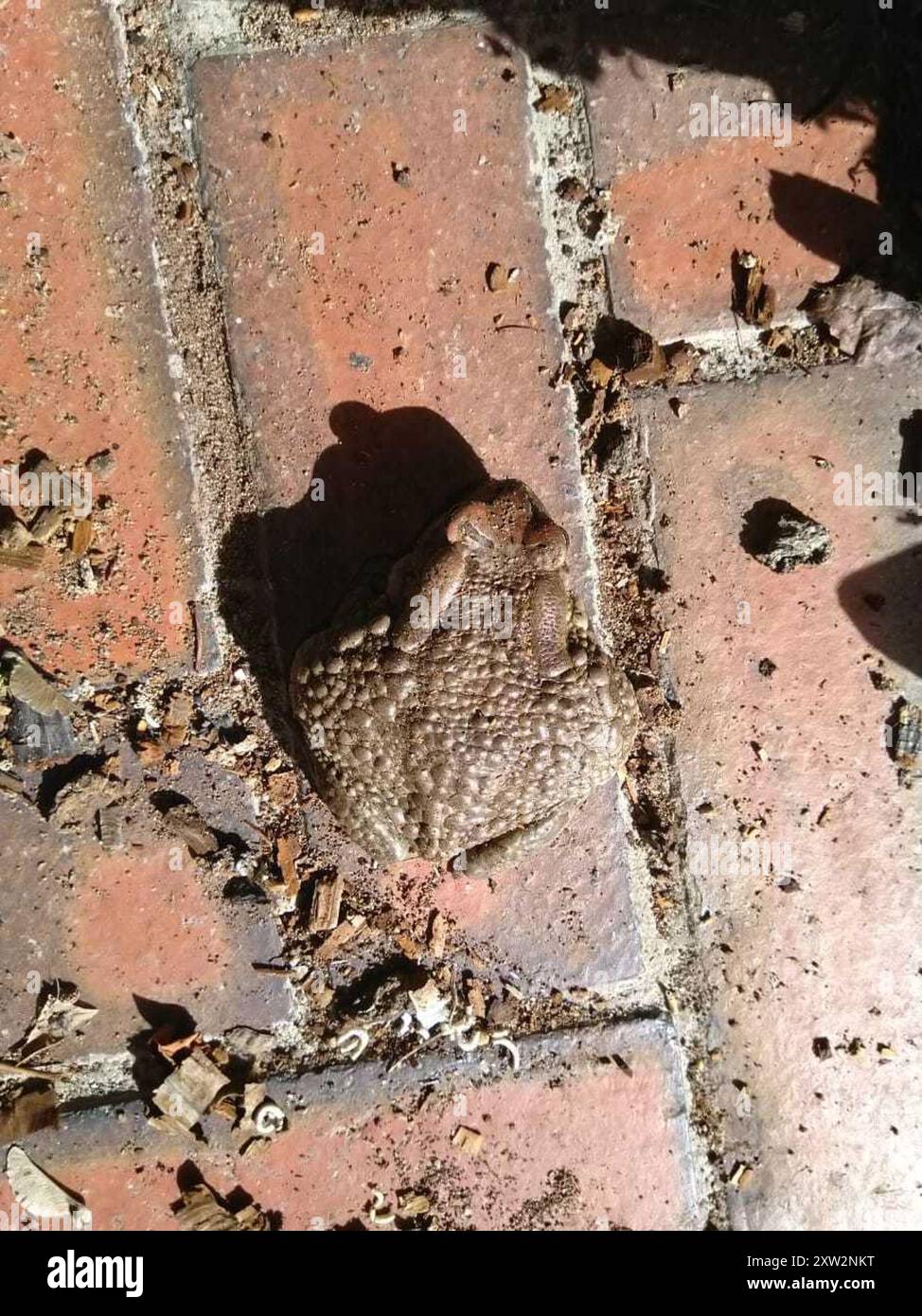 Raucous Toad (Sclerophrys capensis) Amphibia Stock Photo - Alamy