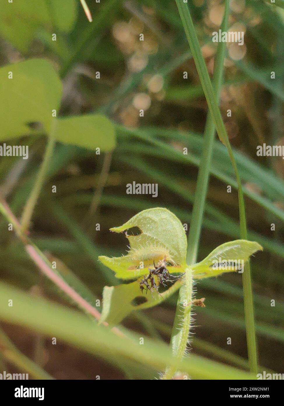 Mottled Tortoise Beetle (Deloyala guttata) Insecta Stock Photo - Alamy