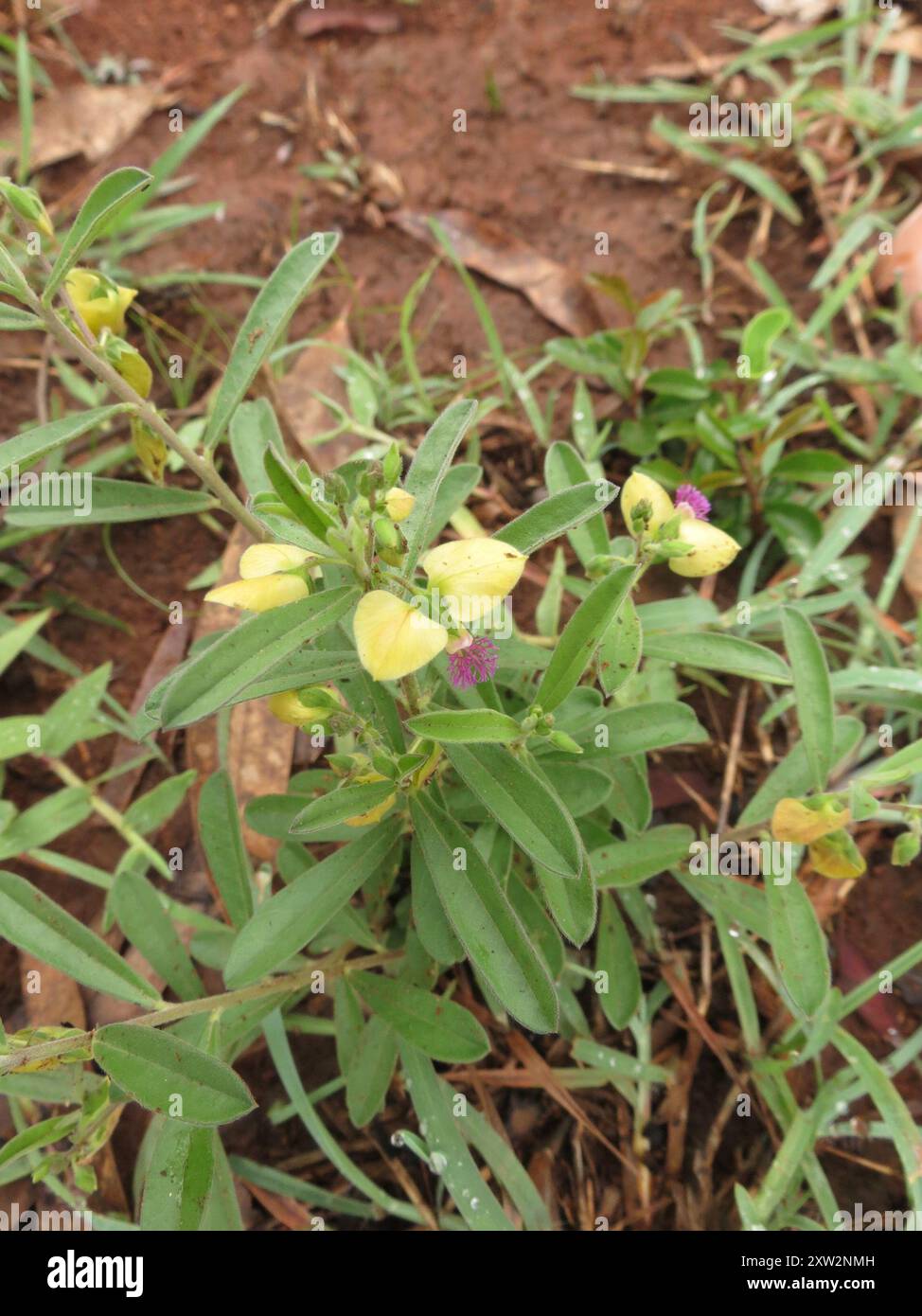 (Polygala javana) Plantae Stock Photo - Alamy