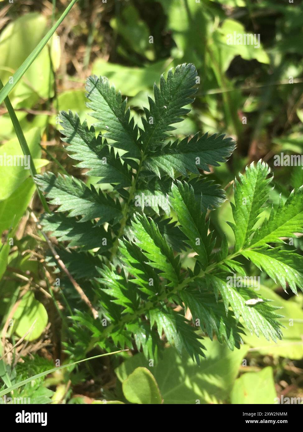 common silverweed (Argentina anserina) Plantae Stock Photo - Alamy