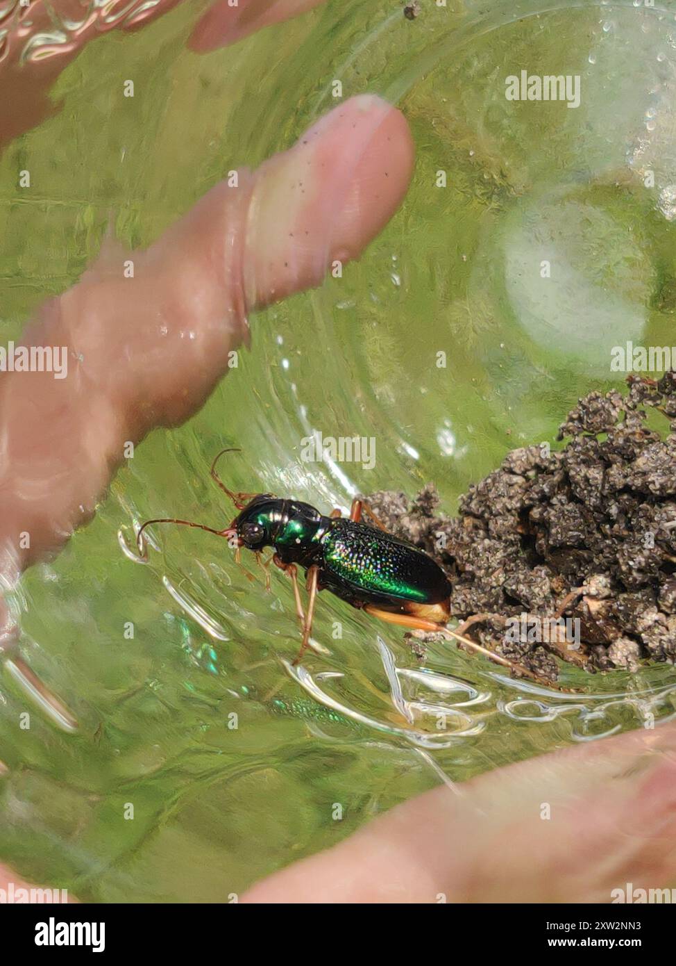 Virginia Metallic Tiger Beetle (Tetracha virginica) Insecta Stock Photo ...