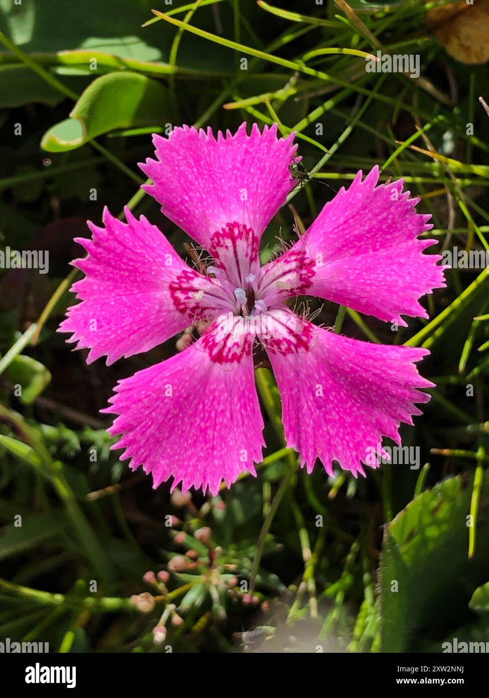 Alpine Pink (Dianthus alpinus) Plantae Stock Photo - Alamy