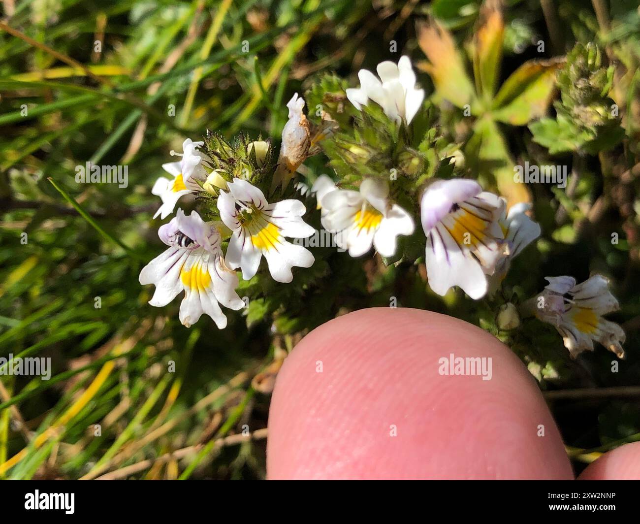 Eyebright (Euphrasia officinalis) Plantae Stock Photo - Alamy