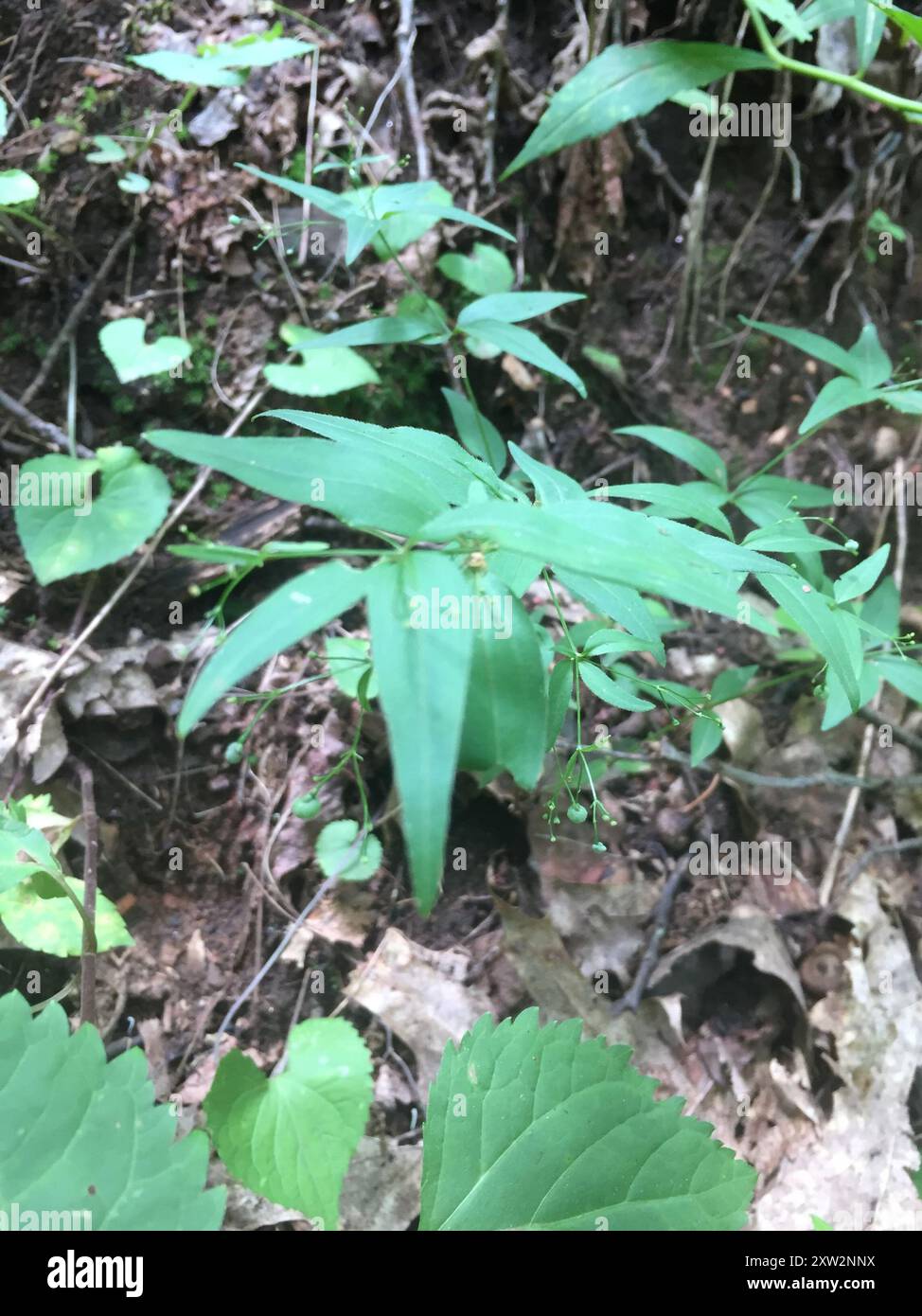 Purple Bedstraw (Galium latifolium) Plantae Stock Photo - Alamy