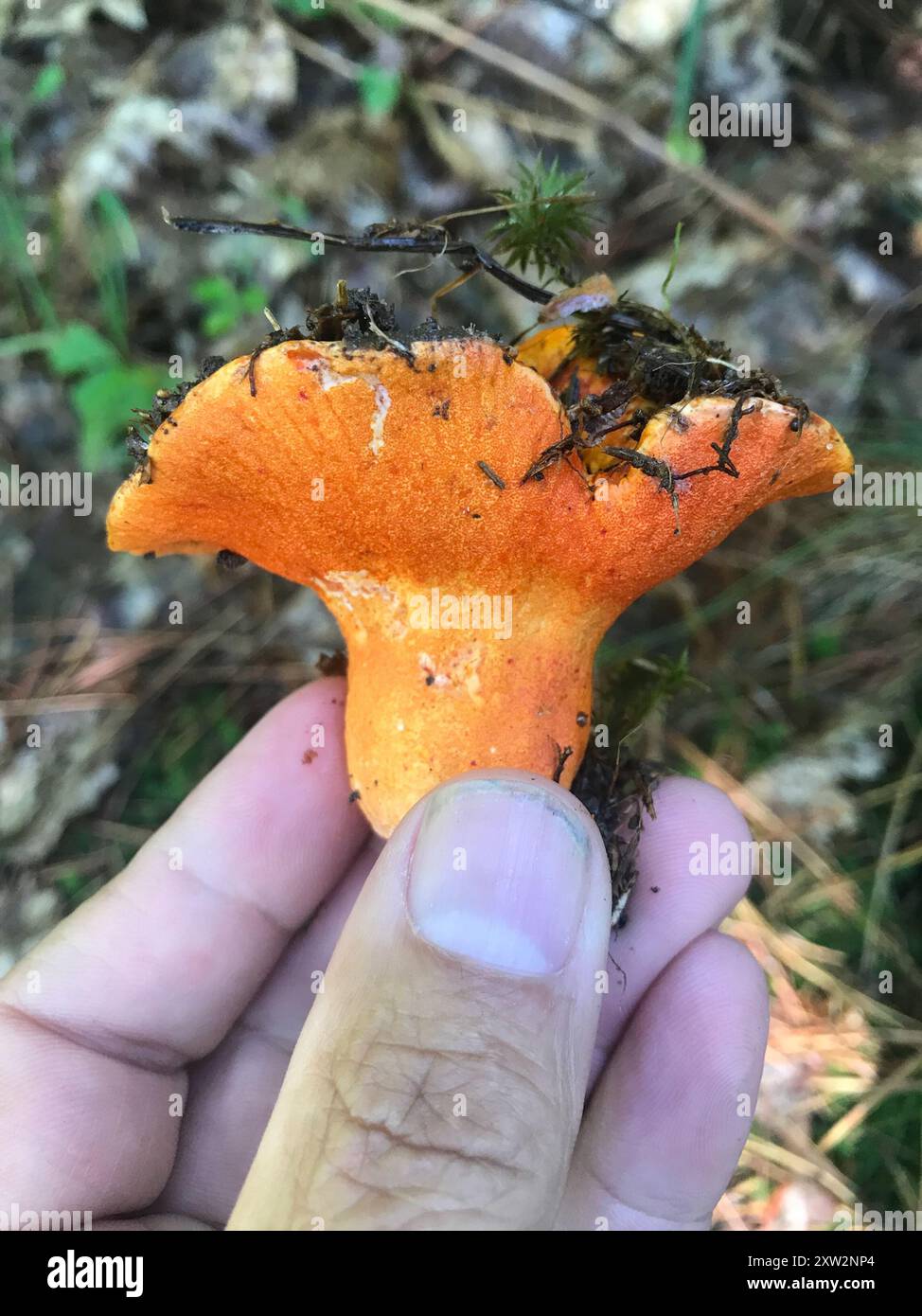 lobster mushroom (Hypomyces lactifluorum) Fungi Stock Photo - Alamy