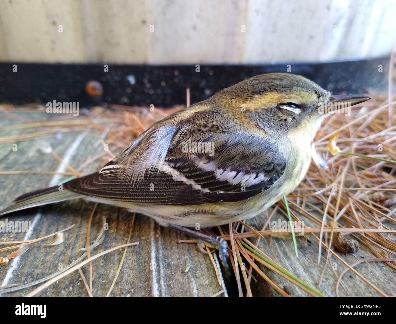 Blackburnian Warbler (Setophaga fusca) Aves Stock Photo - Alamy