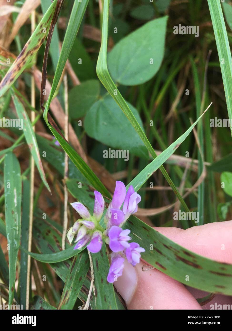 American hog-peanut (Amphicarpaea bracteata) Plantae Stock Photo - Alamy