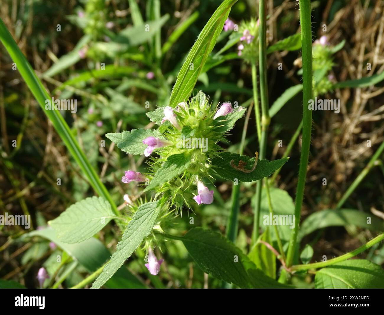Common hemp-nettle (Galeopsis tetrahit) Plantae Stock Photo - Alamy