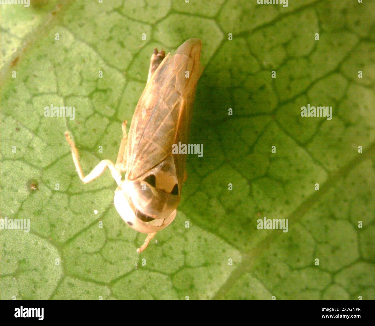 Idioscopus hi-res stock photography and images - Alamy