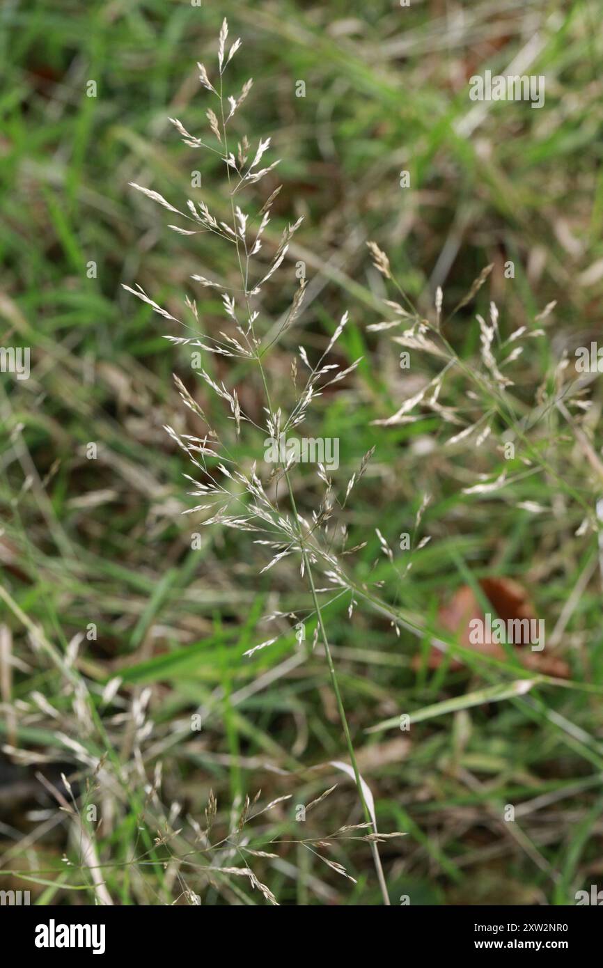 colonial bent (Agrostis capillaris) Plantae Stock Photo - Alamy