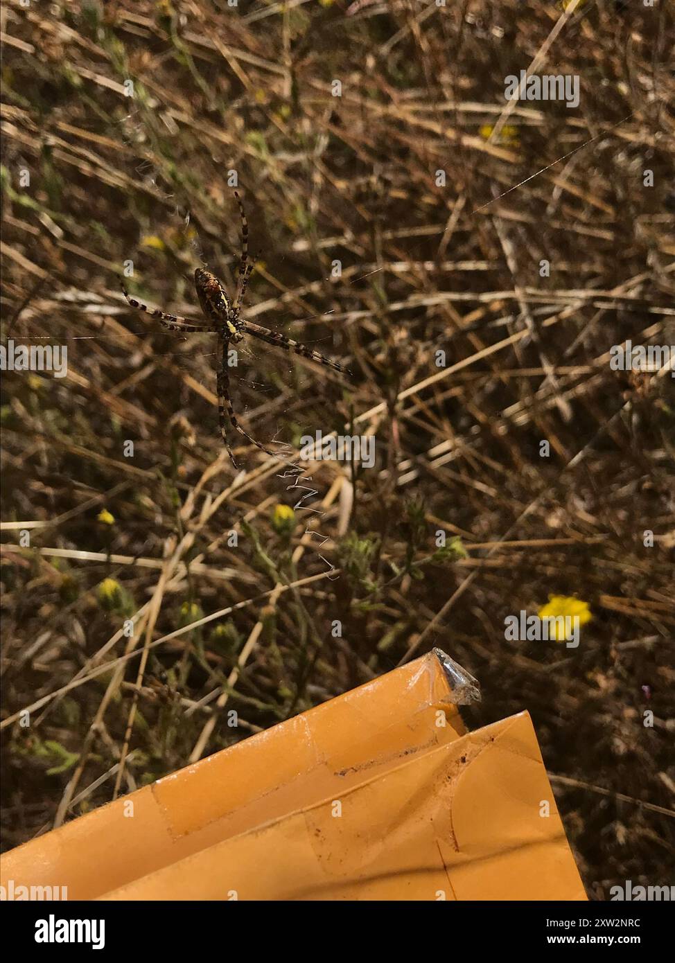 Yellow Garden Spider (Argiope aurantia) Arachnida Stock Photo - Alamy