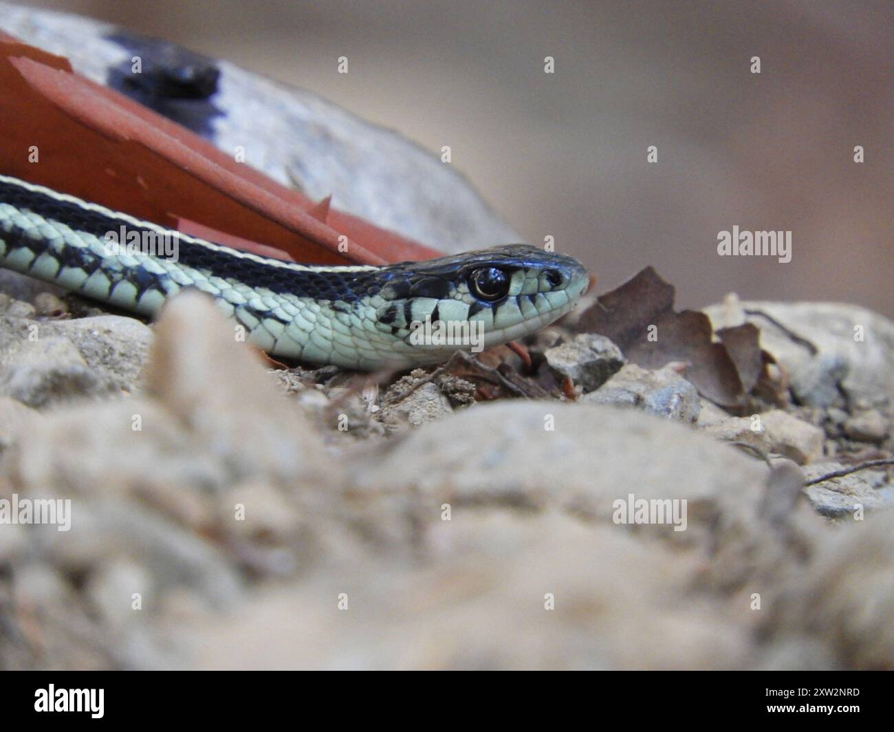 Common Garter Snake (Thamnophis sirtalis) Reptilia Stock Photo - Alamy