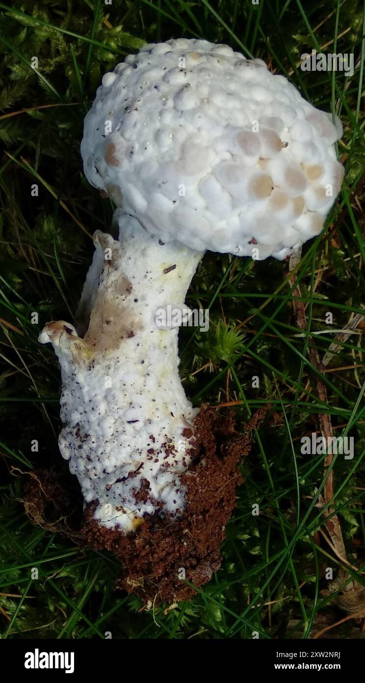 bolete mould (Hypomyces chrysospermus) Fungi Stock Photo - Alamy